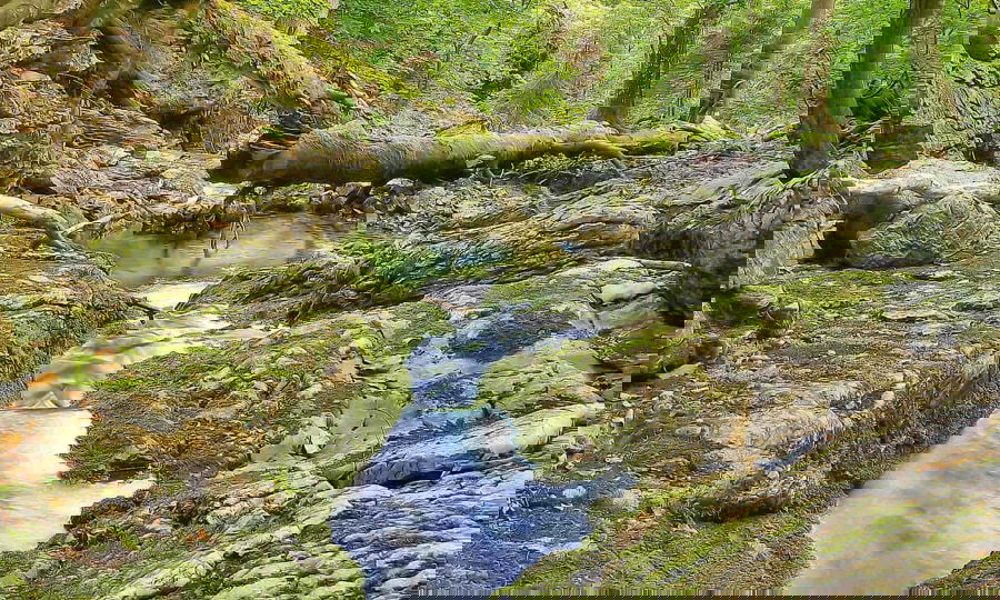 Wildnisgebiet Dürrenstein: Der letzte Urwald Europas | 1000things