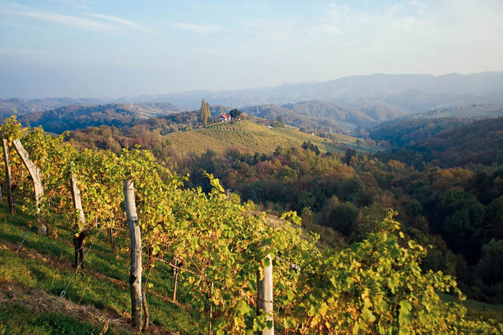 Domaine 1196: Neue Wein-Oase in der Südsteiermark | 1000things